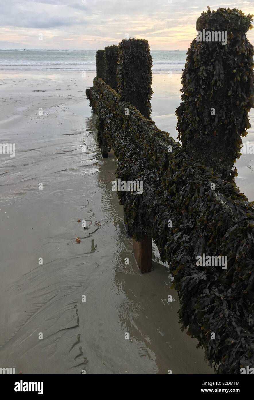 Seaweed sea groyne Stock Photo - Alamy
