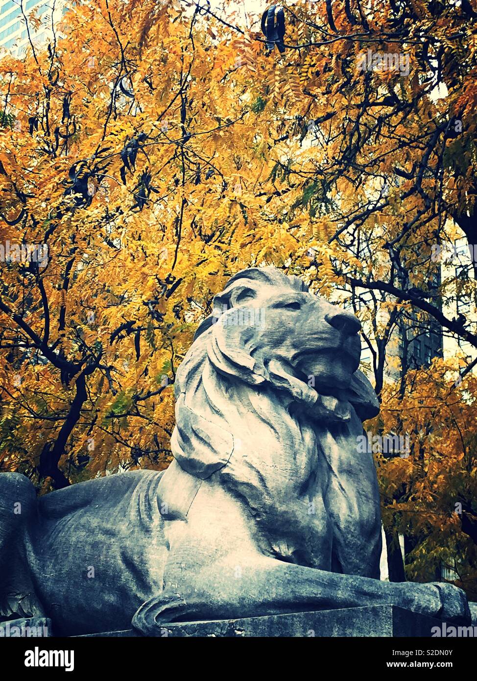 Fortitude the library lion in front of bright yellow autumn foliage ...