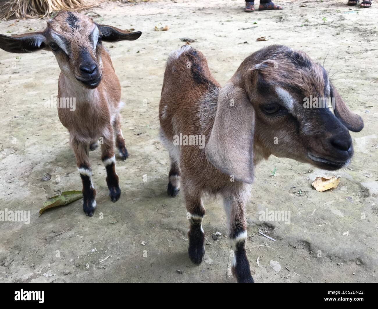 Pair of baby goats Stock Photo - Alamy