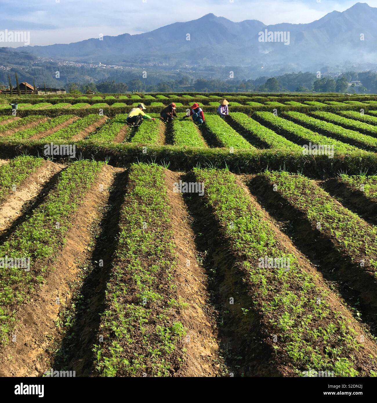 Farming morning hi-res stock photography and images - Alamy