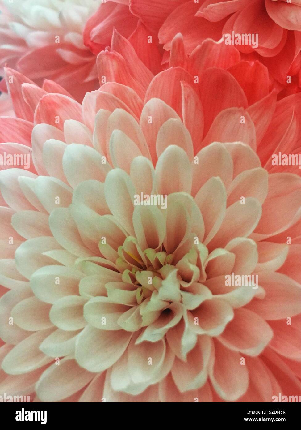 Petal formation hi-res stock photography and images - Alamy