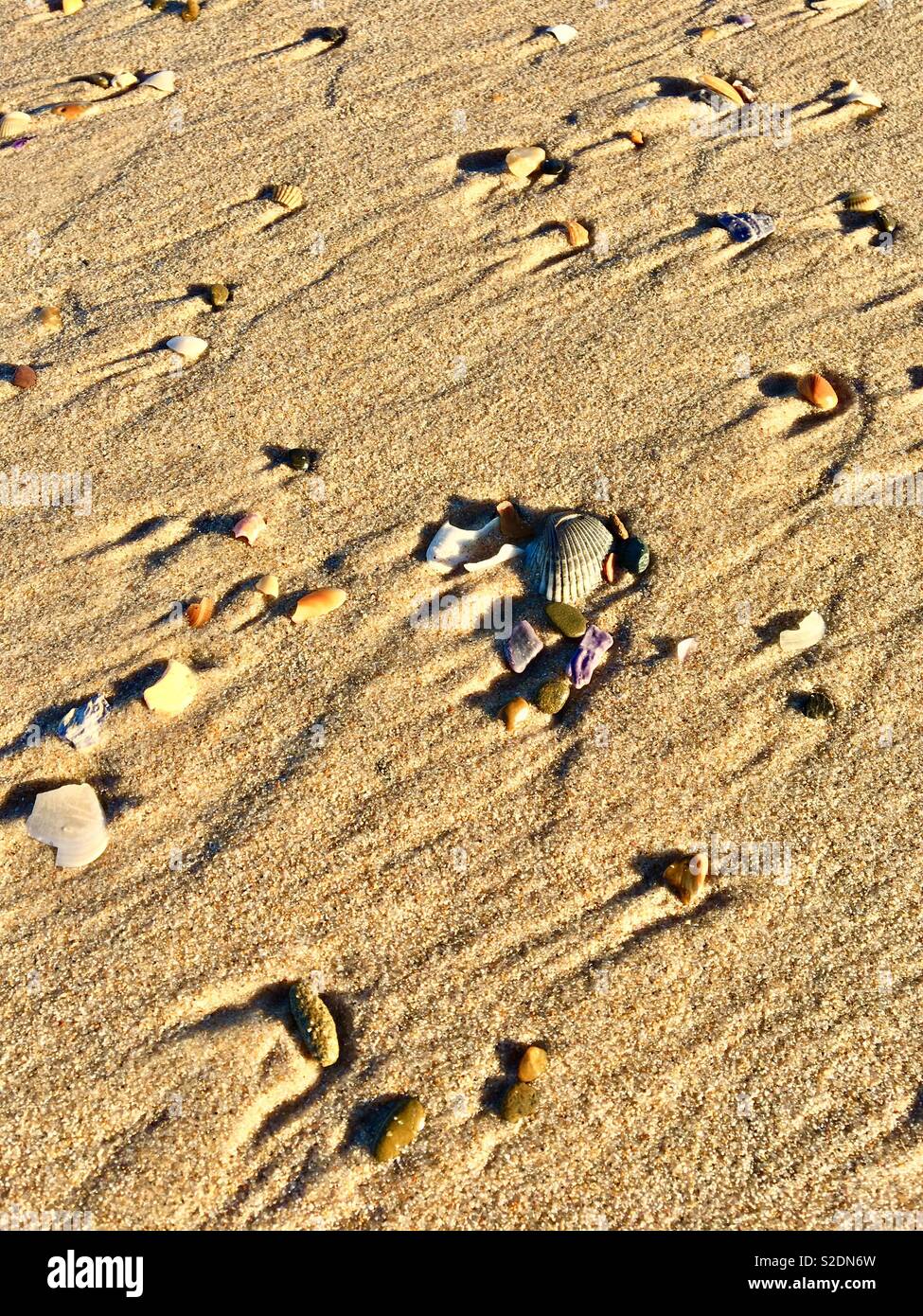 Shells and rocks on beach Stock Photo - Alamy