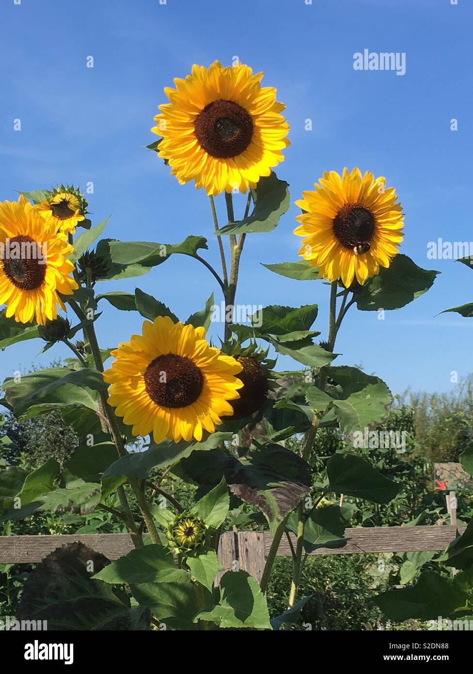 Tall sunflowers hi-res stock photography and images - Alamy