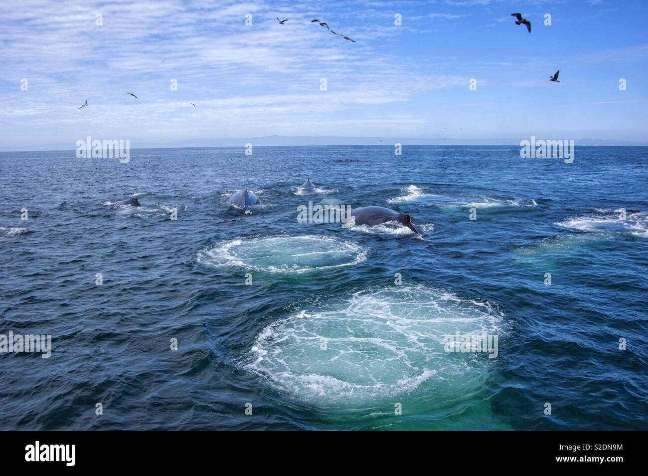 Humpback Whale Hunting Stock Photo - Alamy