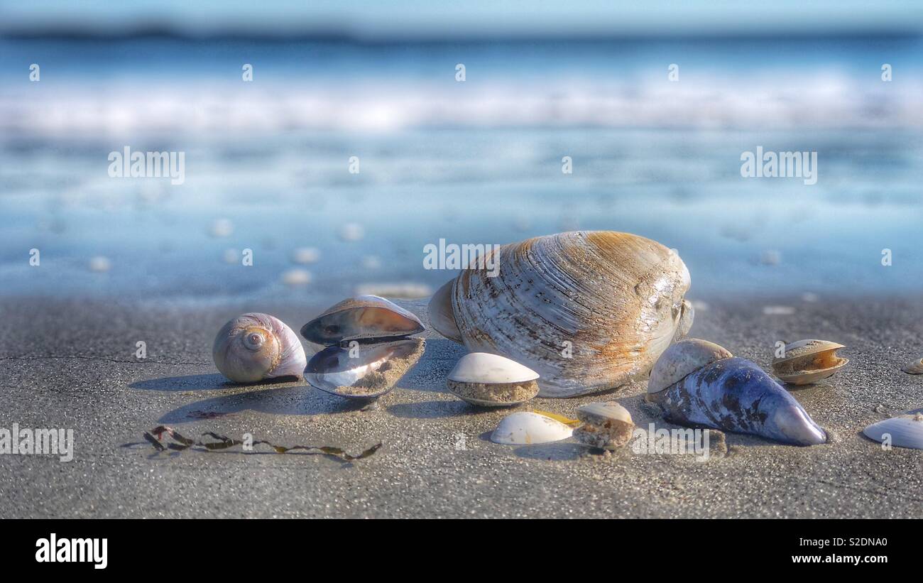 Shells in Color Stock Photo - Alamy