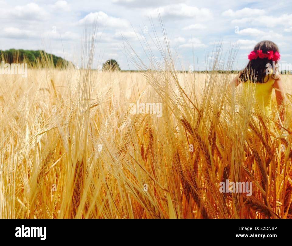 Field of barley, The Real Confetti Fields, Pershore Stock Photo - Alamy