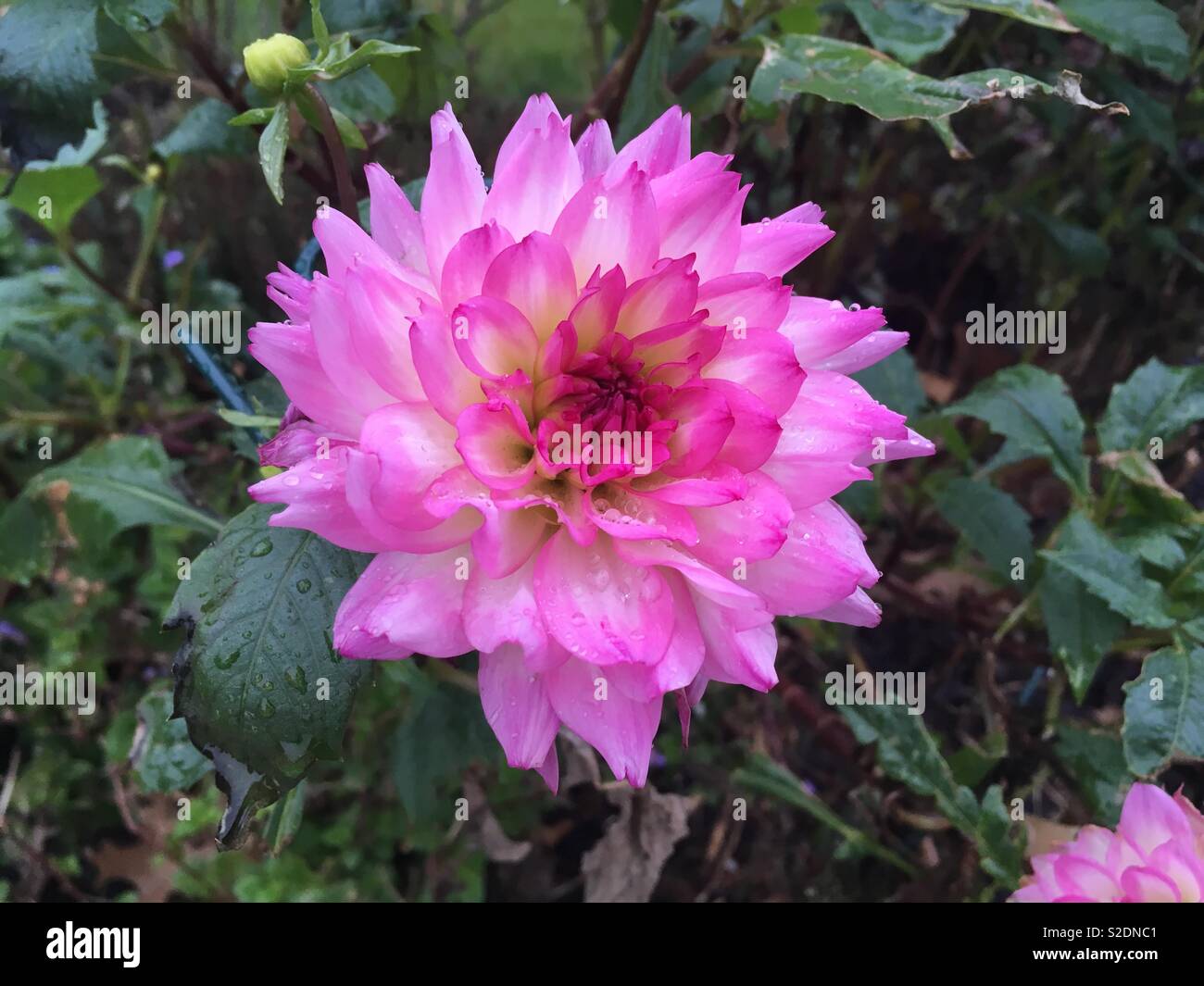 Pink flower in rain Stock Photo - Alamy