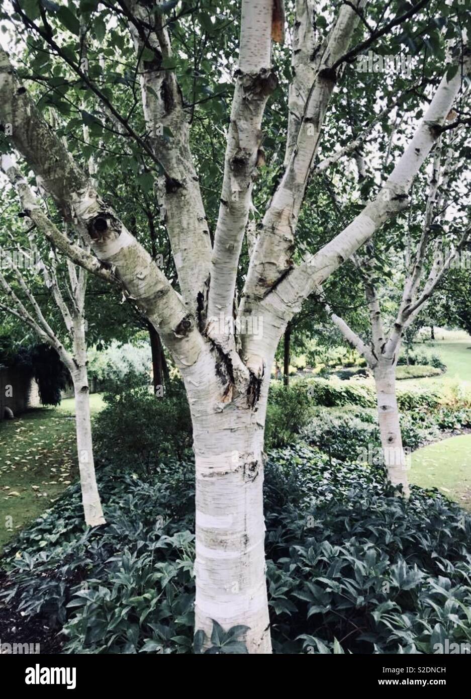 Silver birches hi-res stock photography and images - Alamy