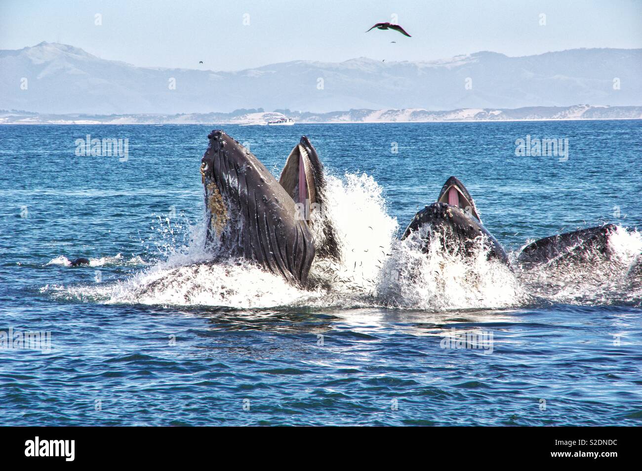 Humpback whale feeding hi-res stock photography and images - Alamy