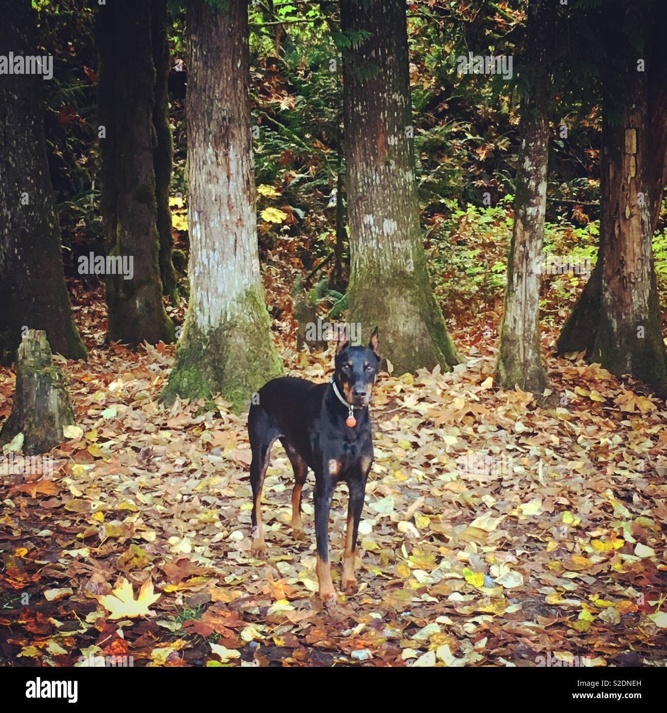 Dog days of Autumn Stock Photo - Alamy