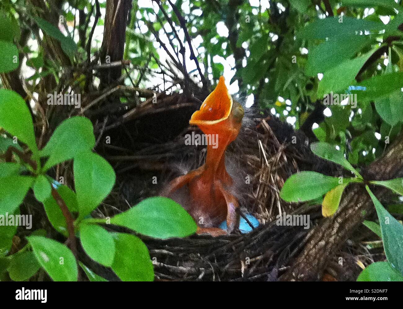 Baby bird feeding hi-res stock photography and images - Alamy