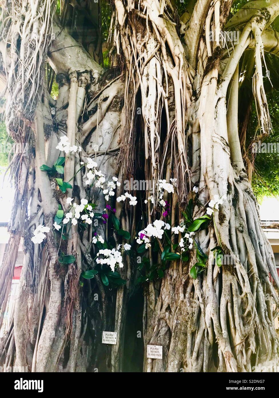 Banyan tree hanging roots hi-res stock photography and images - Alamy