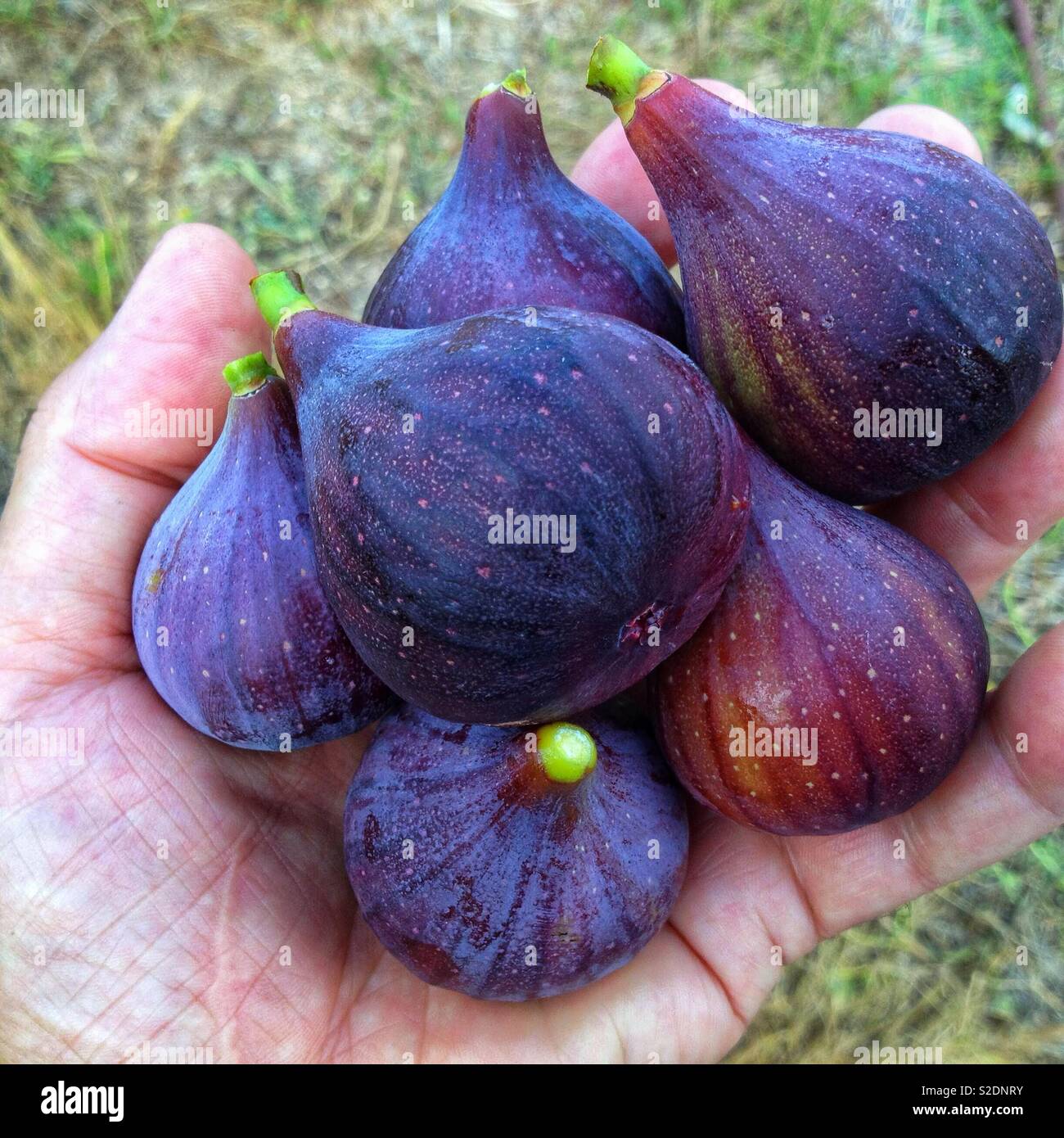 Figs in hand hi-res stock photography and images - Alamy