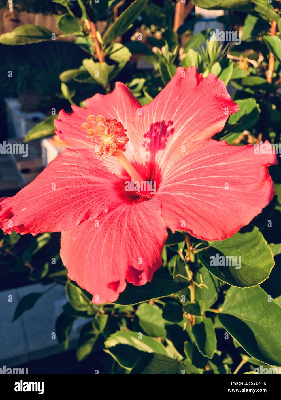 Coral color flower hi-res stock photography and images - Alamy