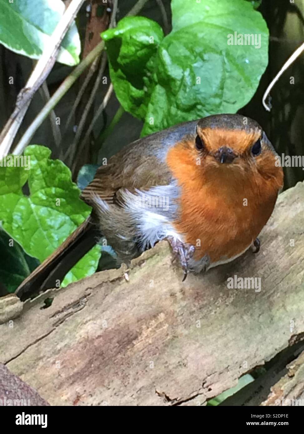Baby Robin High Resolution Stock Photography and Images - Alamy