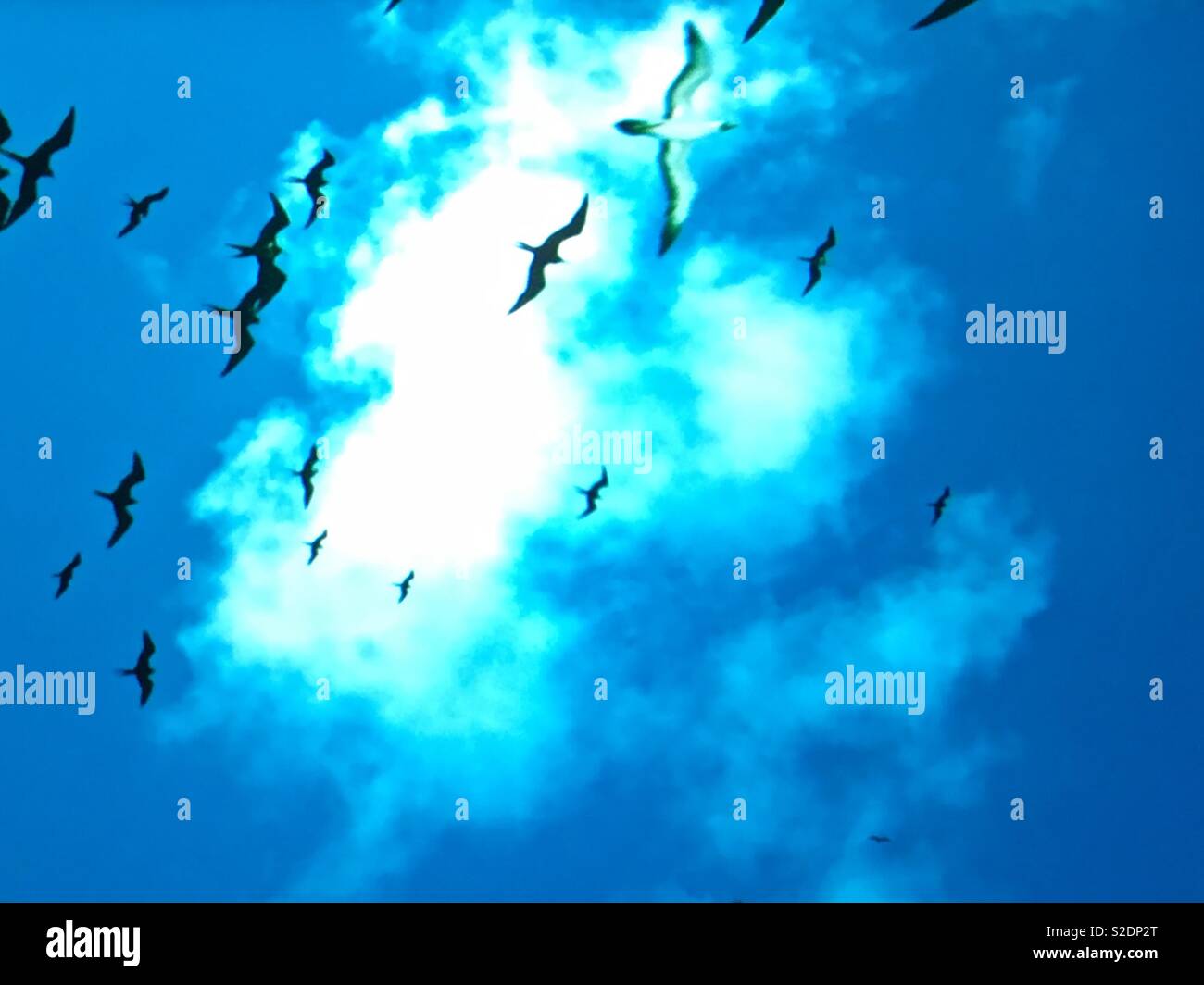 Blue Sky Birds Fly Stock Photo - Alamy