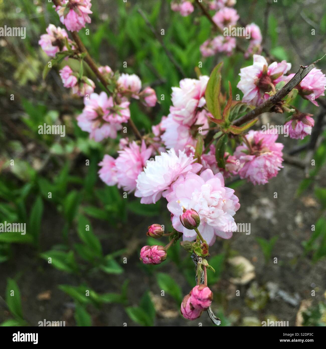 Punk flowers hi-res stock photography and images - Alamy