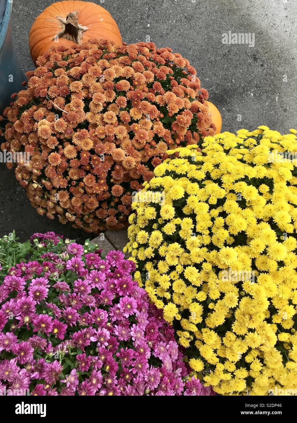 Fall Mums High Resolution Stock Photography and Images - Alamy