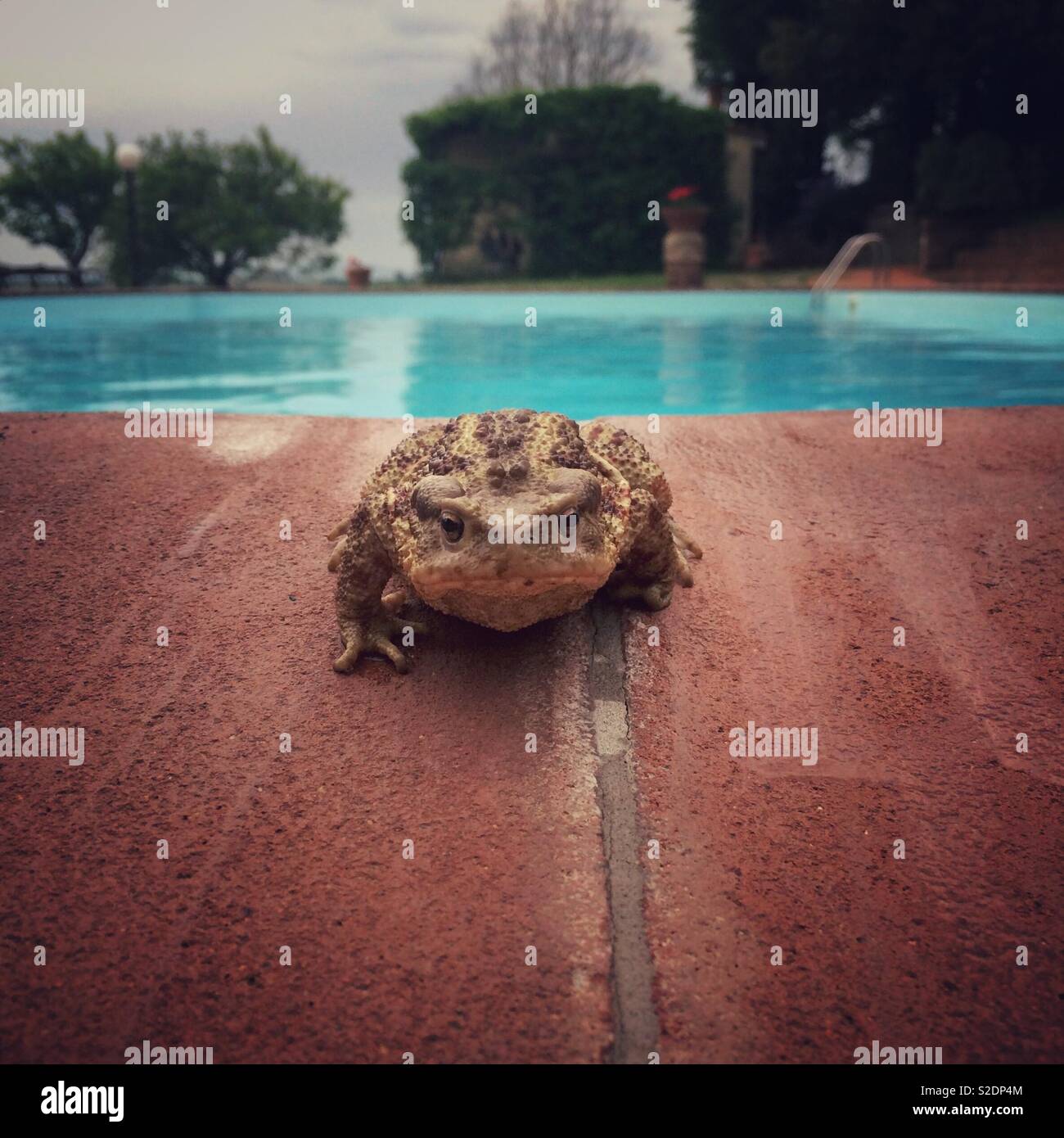 Toad by the side of a swimming pool Stock Photo - Alamy