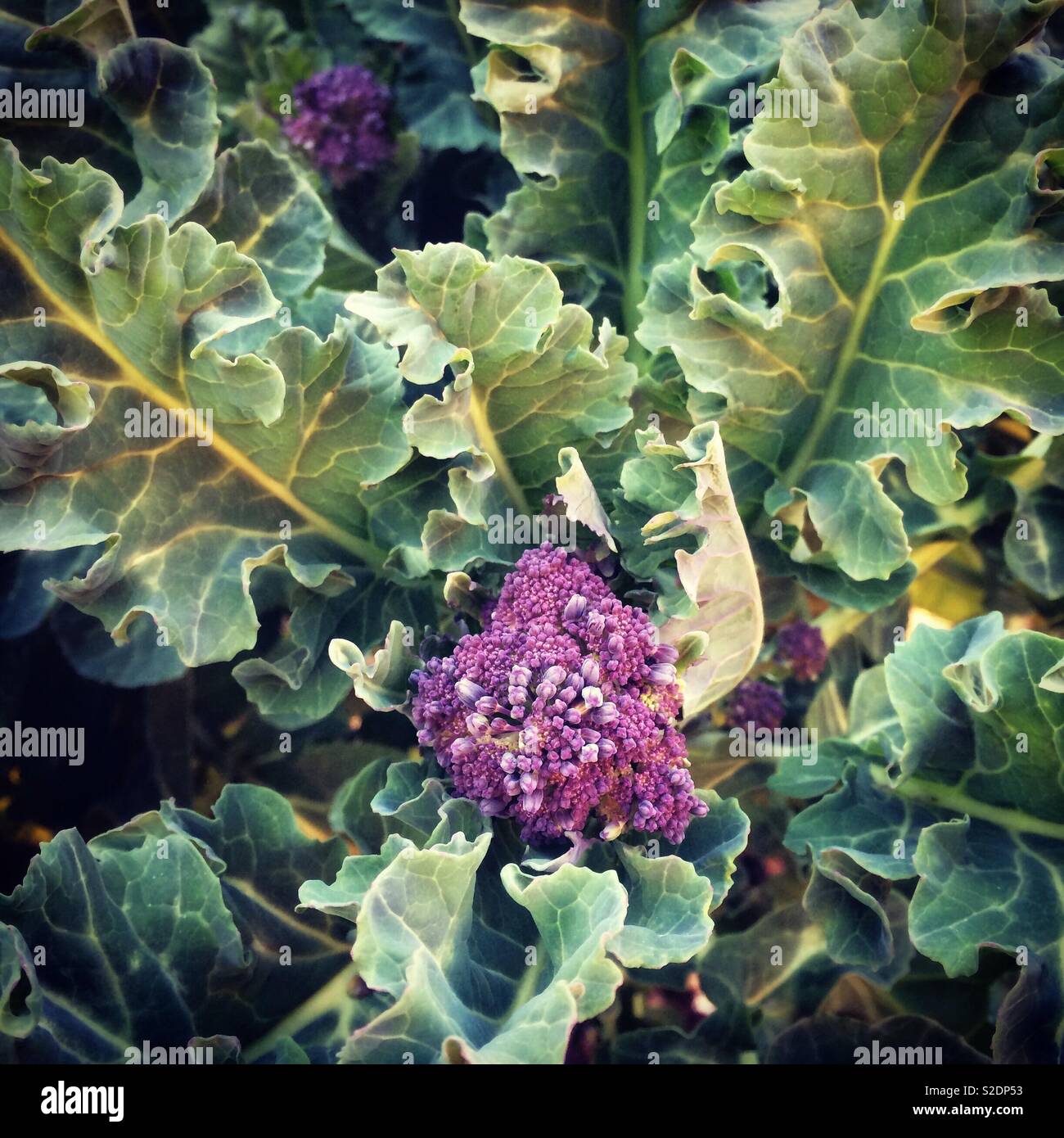 Purple sprouting broccoli growing hi-res stock photography and images ...