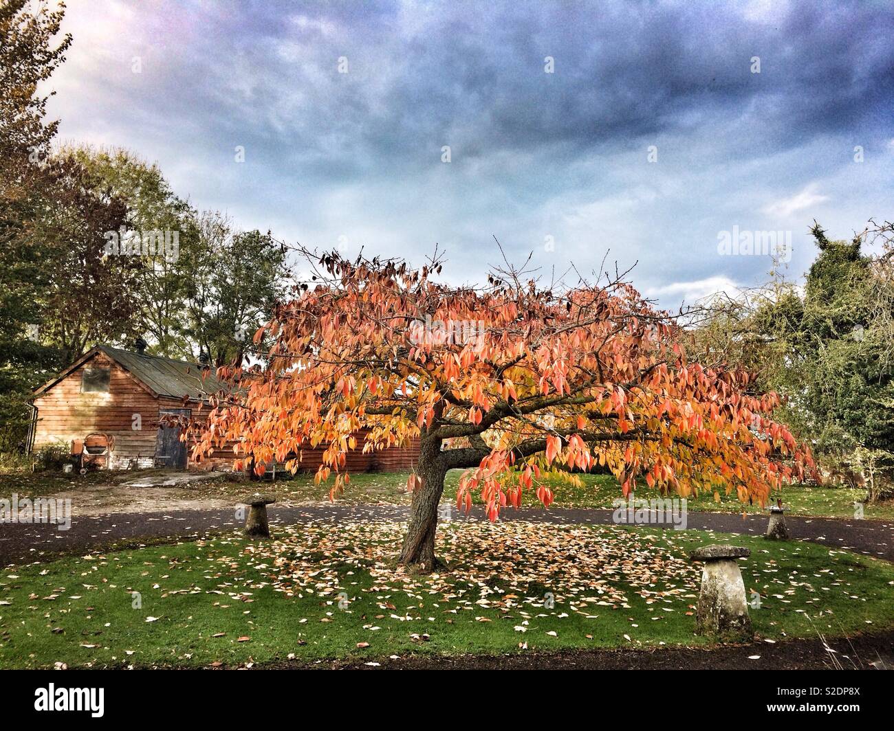 Cherry tree in a driveway with fantastic autumn colours Stock Photo - Alamy
