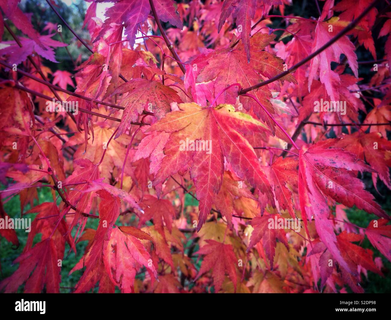 Japanese maple leaves in fantastic autumn colours Stock Photo - Alamy