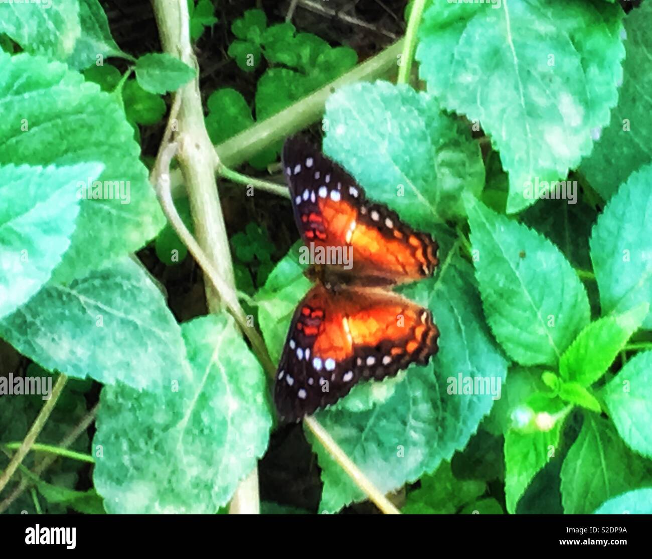 Butterfly on leaves Stock Photo - Alamy