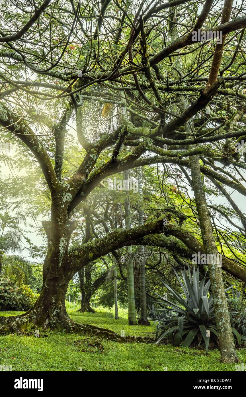 Big tree in a green garden Stock Photo - Alamy