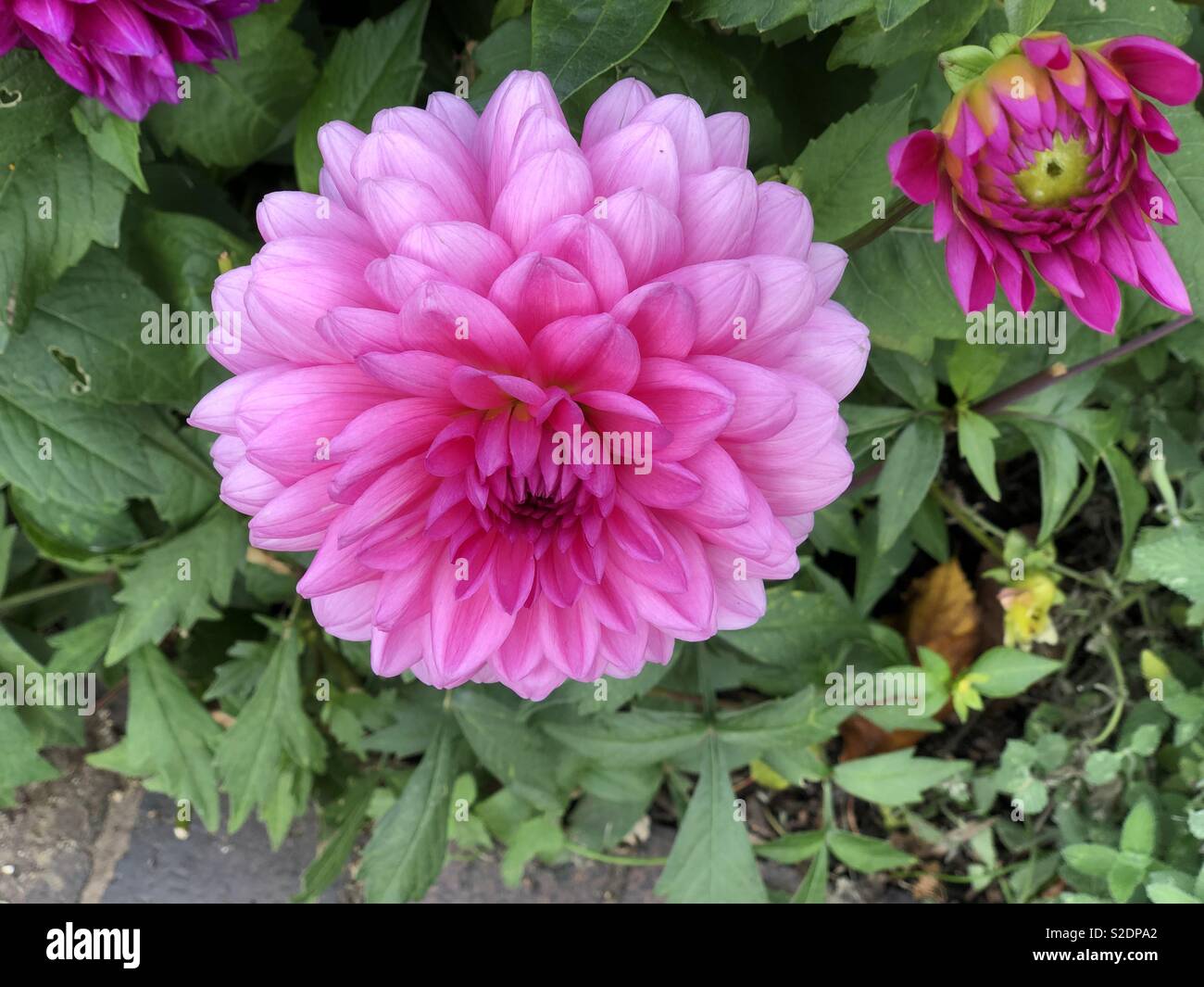 Hollyhill Big Pink Dahlia Tuber Stock Photo - Alamy