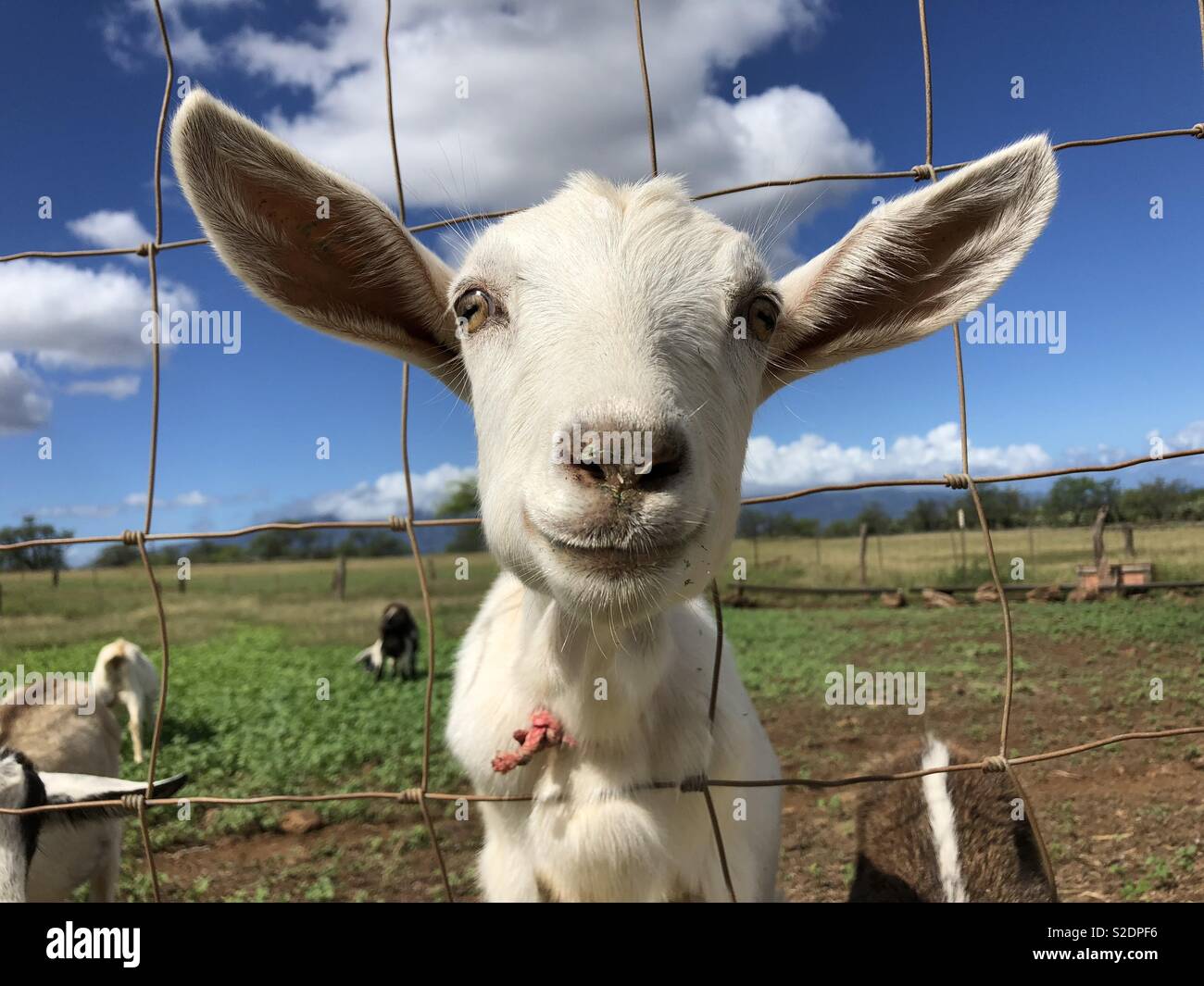 Life is good goat Stock Photo - Alamy