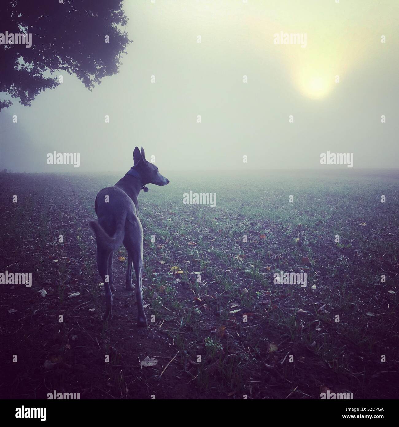 Dog in foggy field at sunrise Stock Photo - Alamy