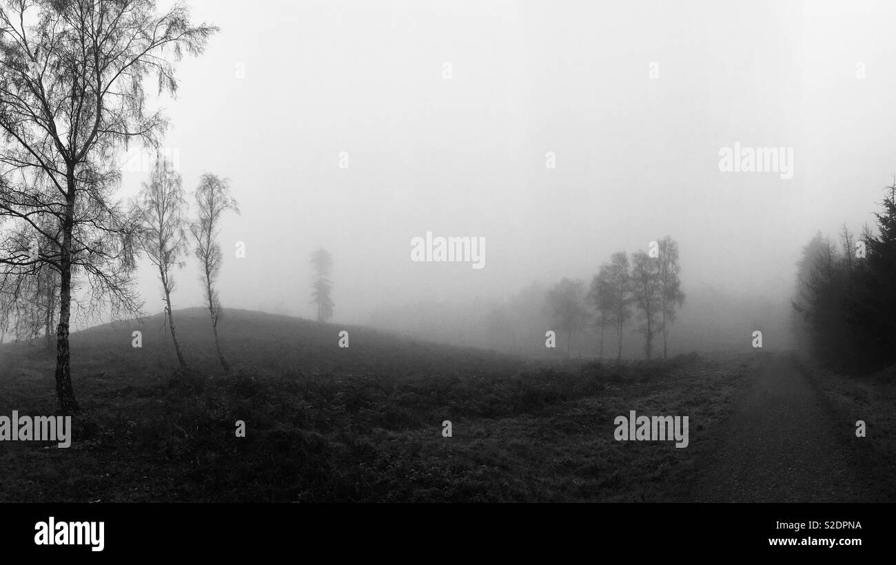 Misty walk in the woods Stock Photo - Alamy