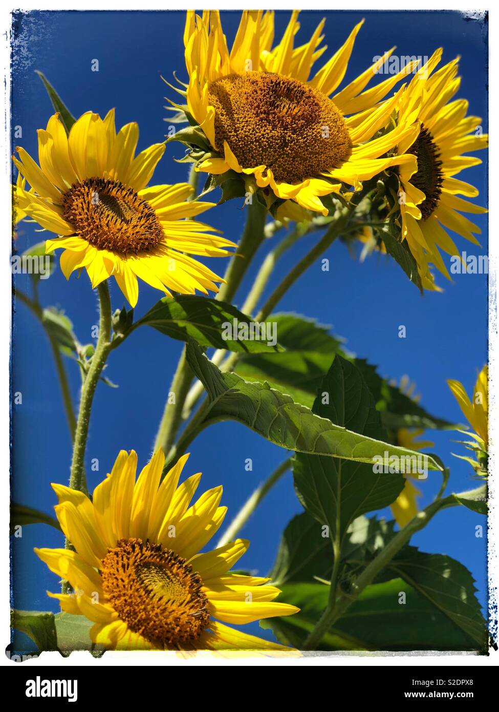 Sunflowers facing the sun hi-res stock photography and images - Alamy