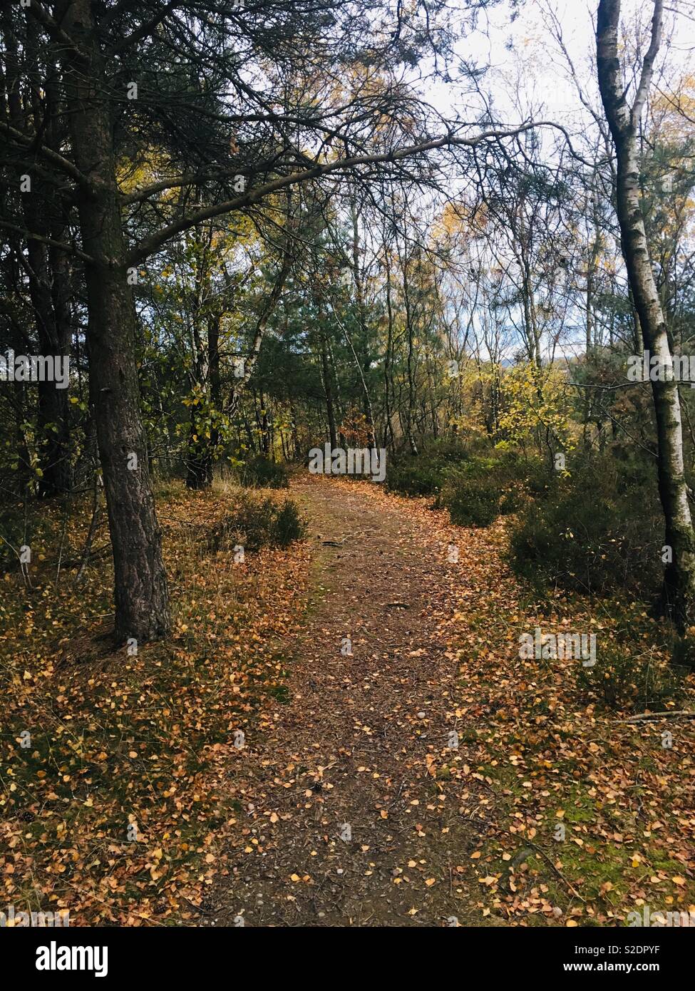 Forrest pathway hi-res stock photography and images - Alamy