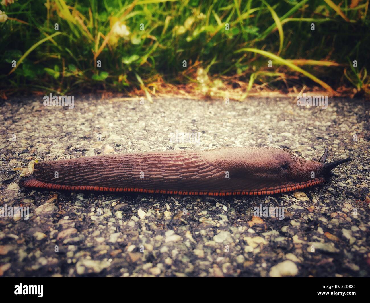 Slug with orange skirt hi-res stock photography and images - Alamy