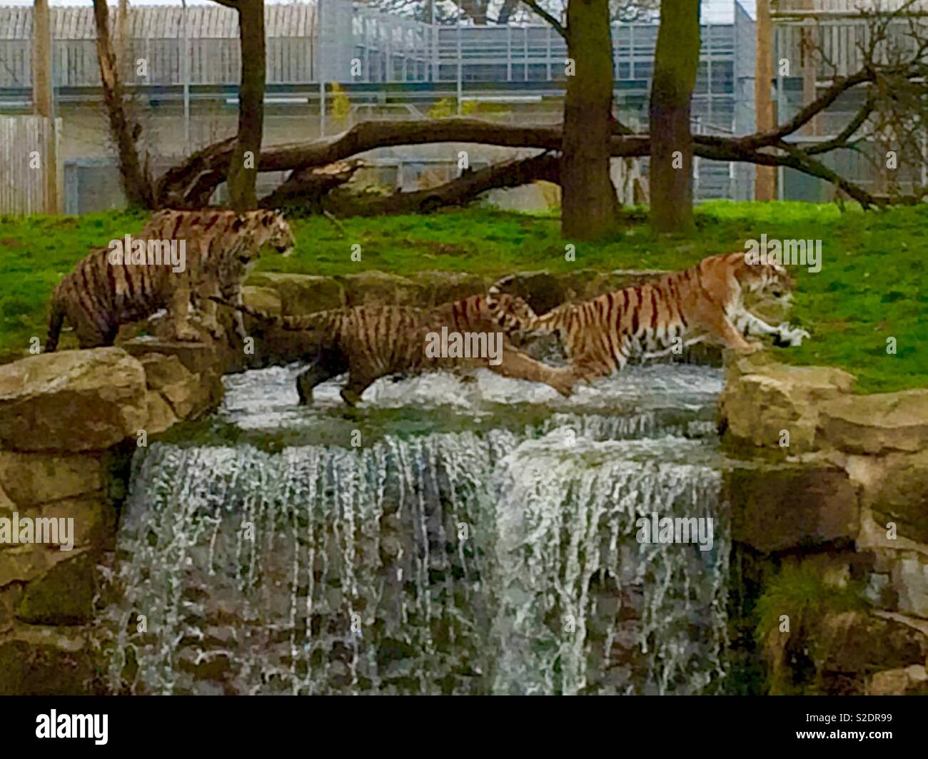 Tiger at waterfall hi-res stock photography and images - Alamy