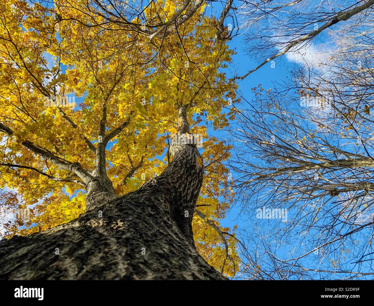 Yellow Maple Tree Bellow Stock Photo - Alamy