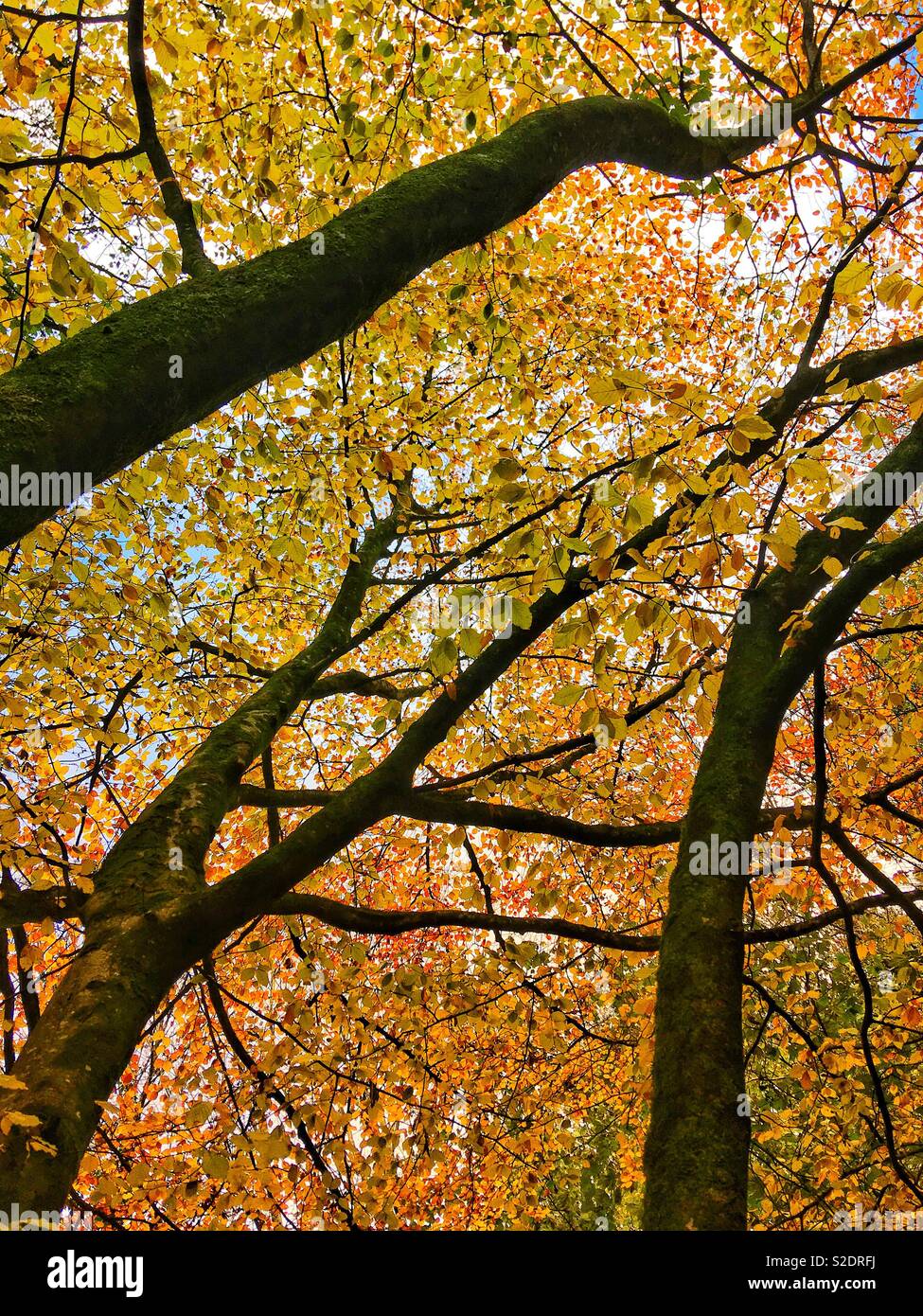 Looking up into trees with leaves of tree in Autumn leaf colours Stock ...