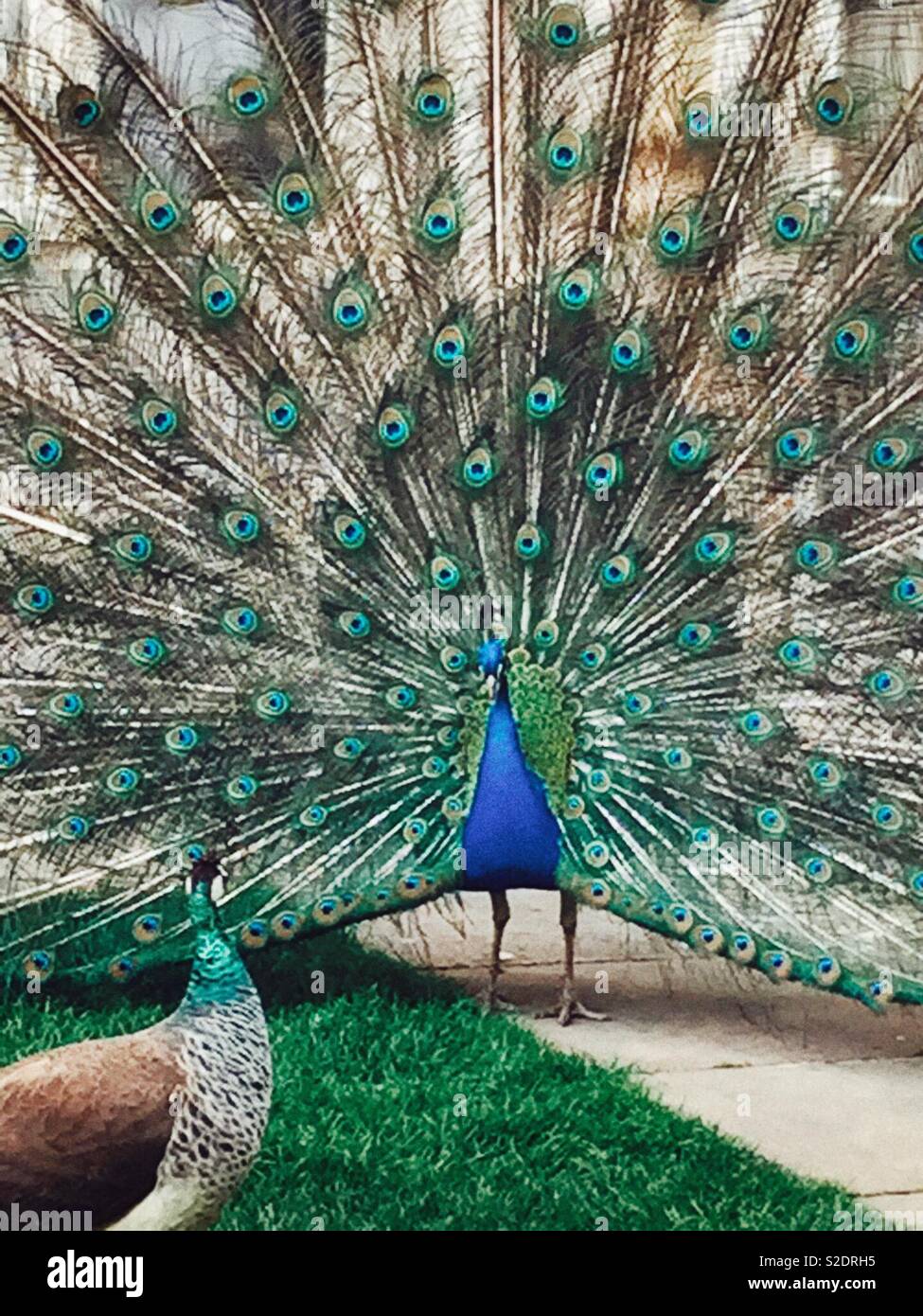 The art of peacocking Stock Photo - Alamy