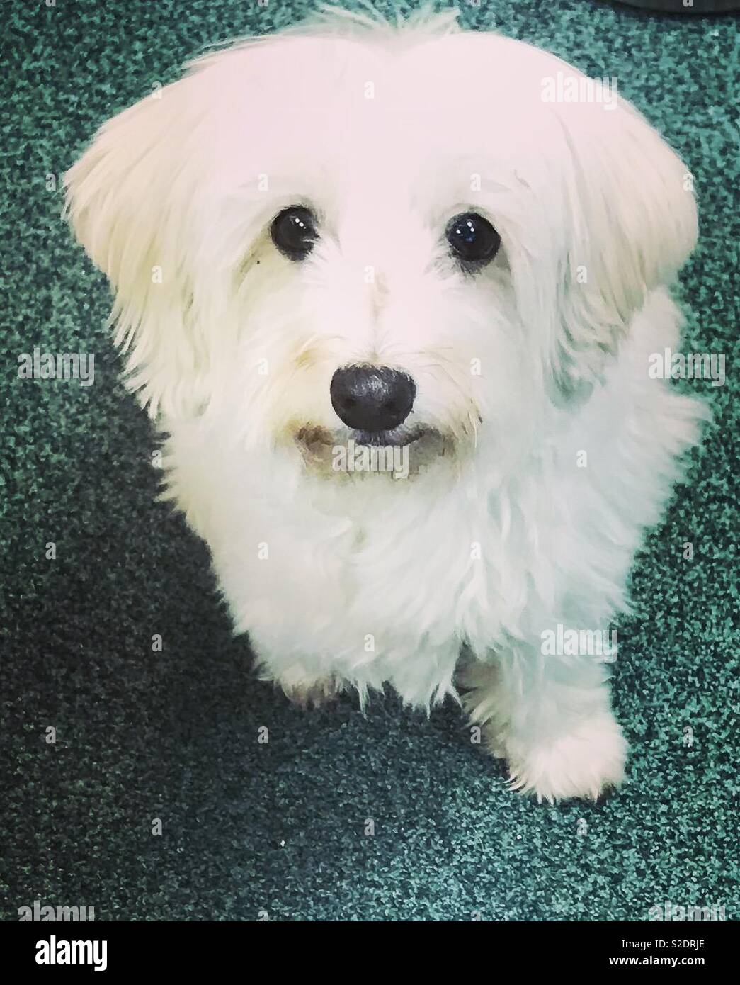 White havanese dog hi-res stock photography and images - Alamy