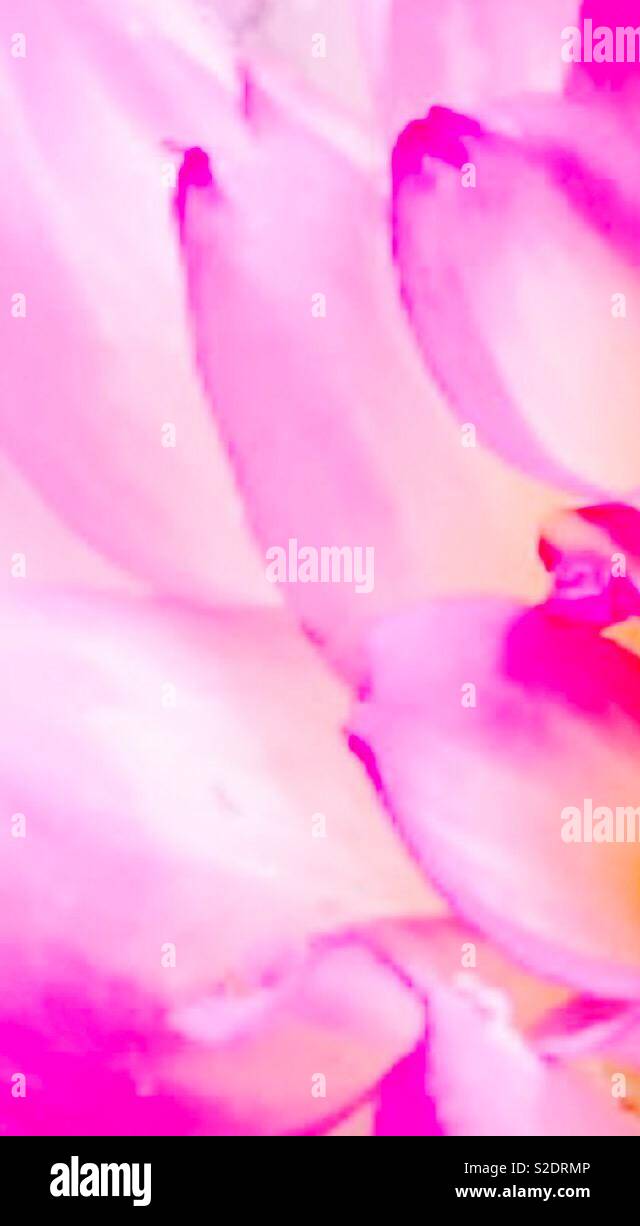 Abstract pink color hi-res stock photography and images - Alamy