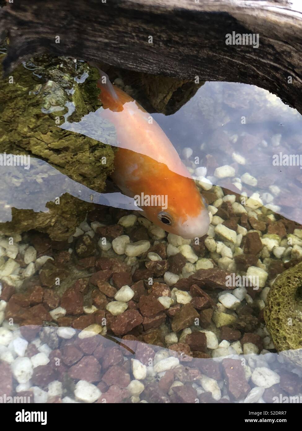 Coy fish hi-res stock photography and images - Alamy