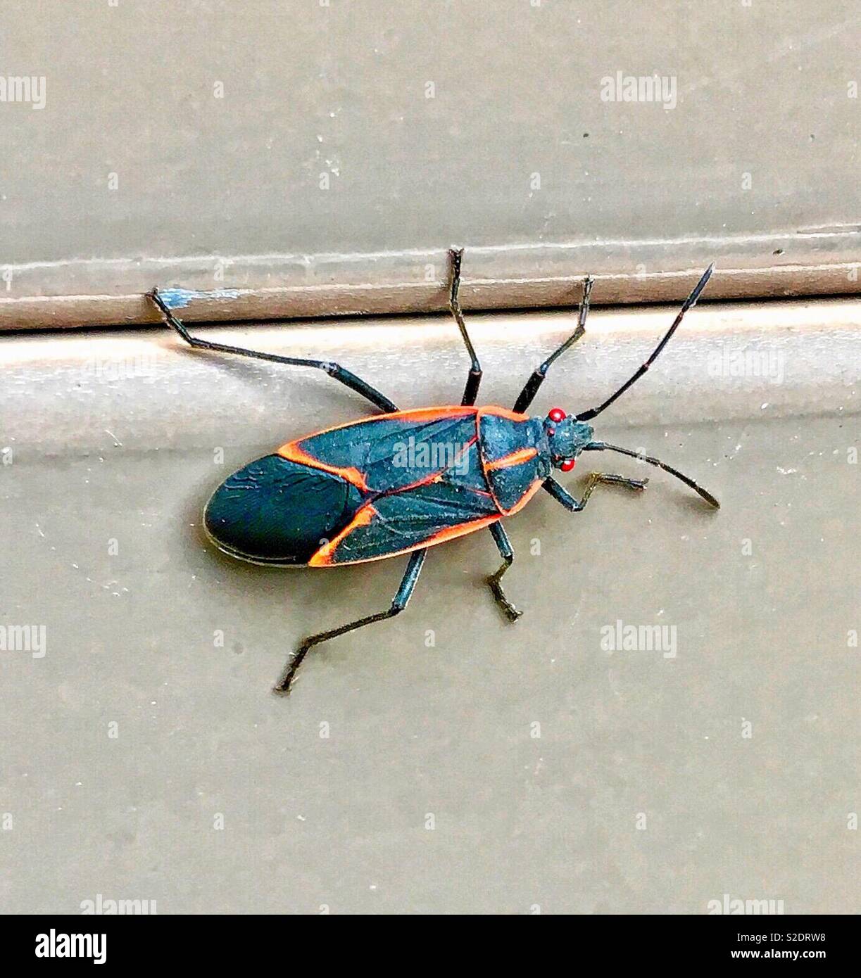 Boisea trivittata boxelder Bug closeup Stock Photo - Alamy