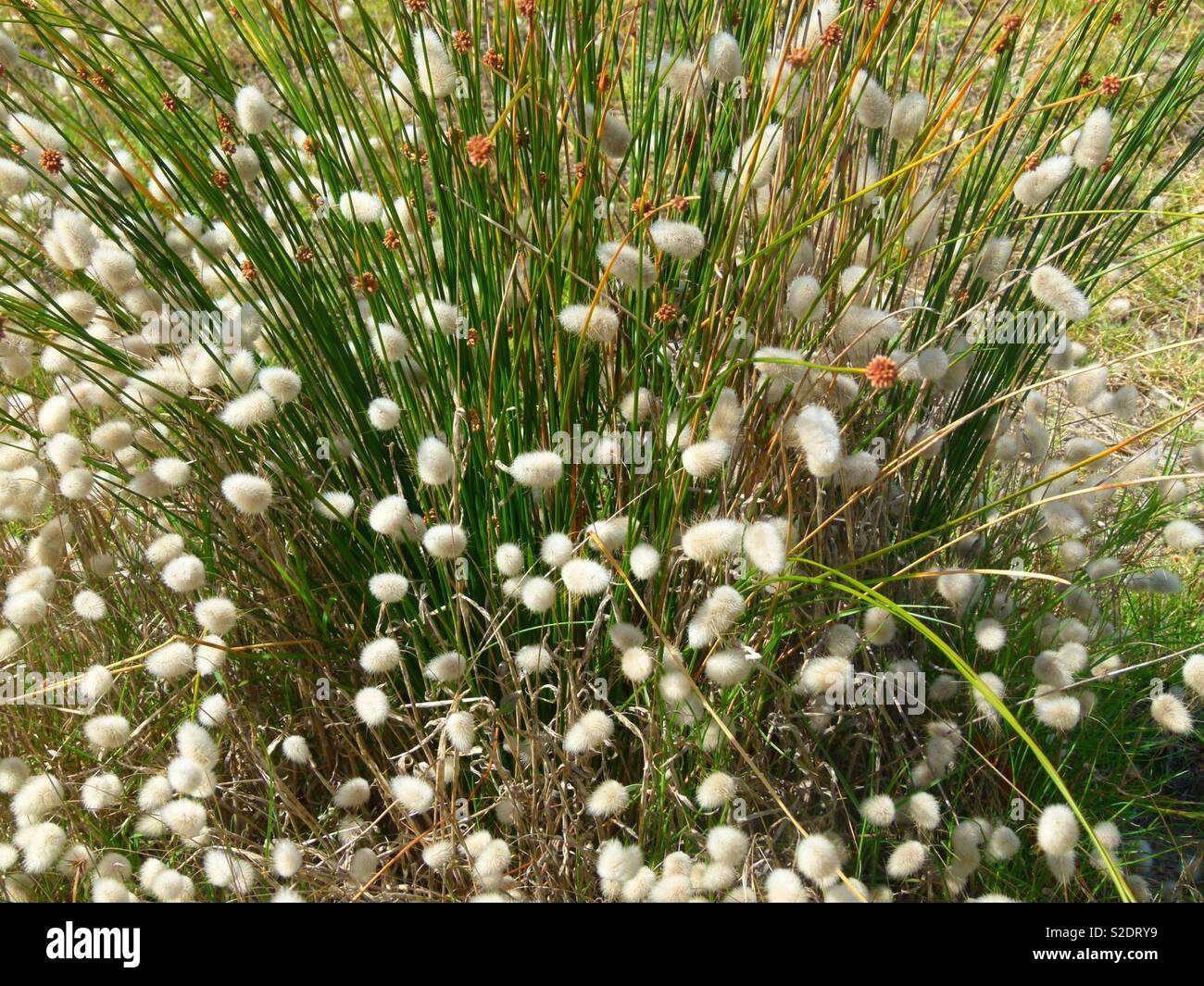 Wooly hi-res stock photography and images - Alamy