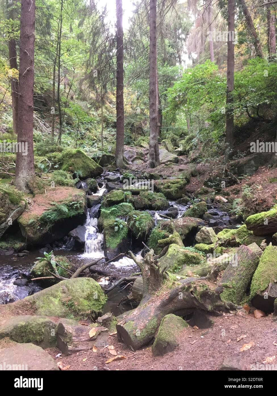 Sheffield forest hi-res stock photography and images - Alamy