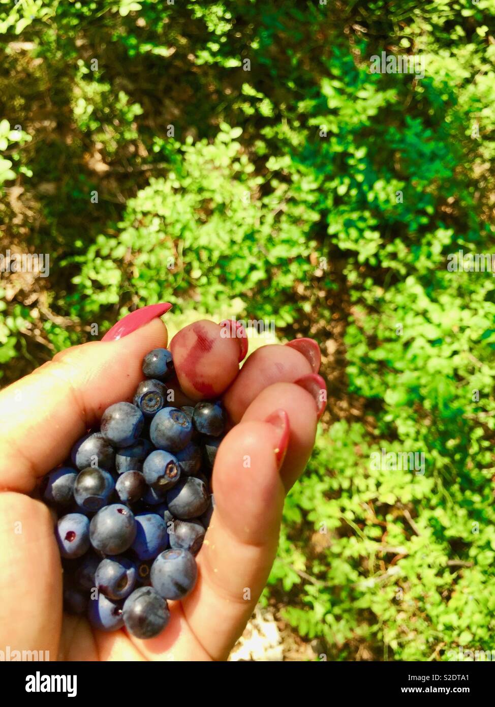 Blueberry picking hi-res stock photography and images - Alamy