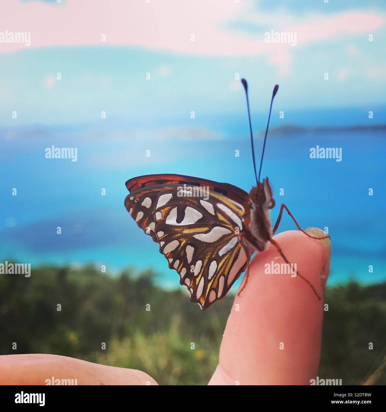 Free and alive Stock Photo - Alamy