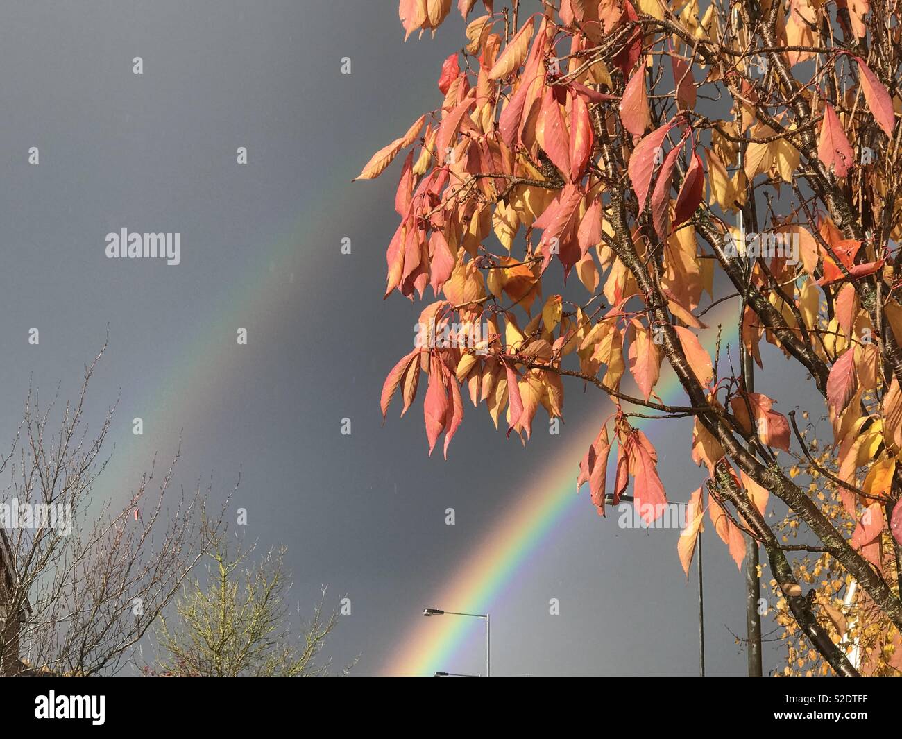 Double leaves hi-res stock photography and images - Alamy