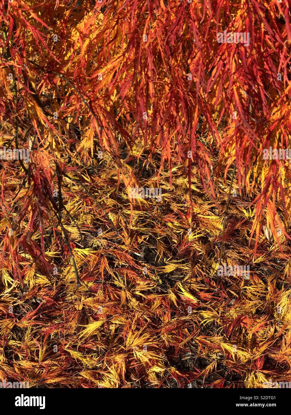 Flame red fall foliage on tree and ground Stock Photo - Alamy