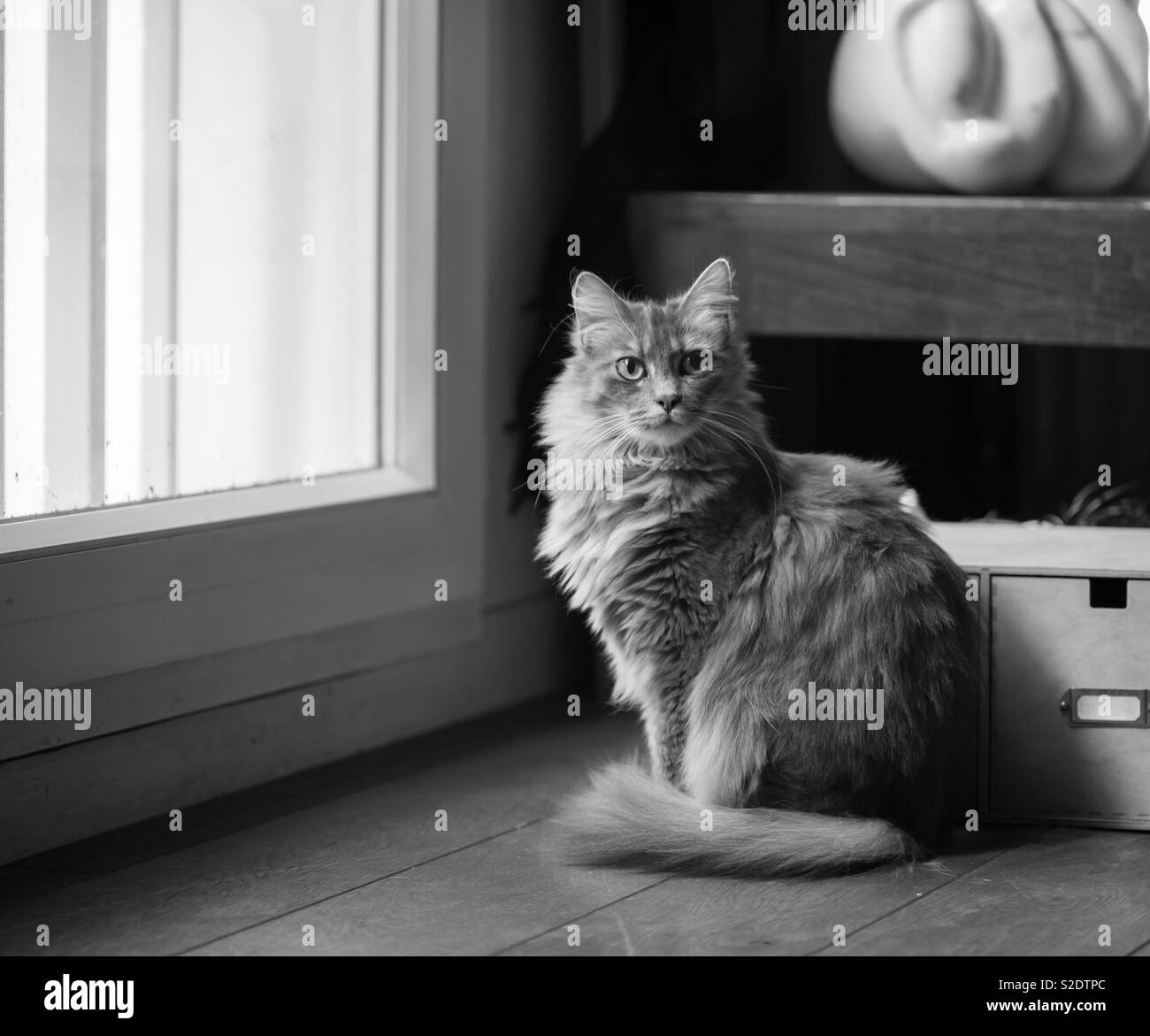 Kitty portrait hi-res stock photography and images - Alamy